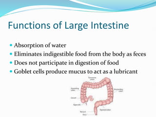 Digestive system A&P_065809.pptx slideshare | PPTX