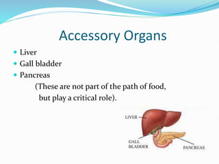 Digestive system A&P_065809.pptx slideshare | PPTX
