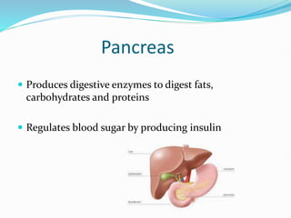 Digestive system A&P_065809.pptx slideshare | PPTX