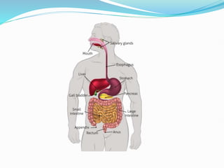 Digestive system A&P_065809.pptx slideshare | PPTX