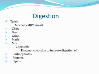 Digestive system A&P_065809.pptx slideshare | PPTX