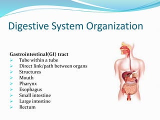Digestive system A&P_065809.pptx slideshare | PPTX