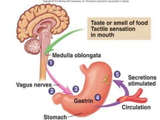 Digestive system ashok | PPTX