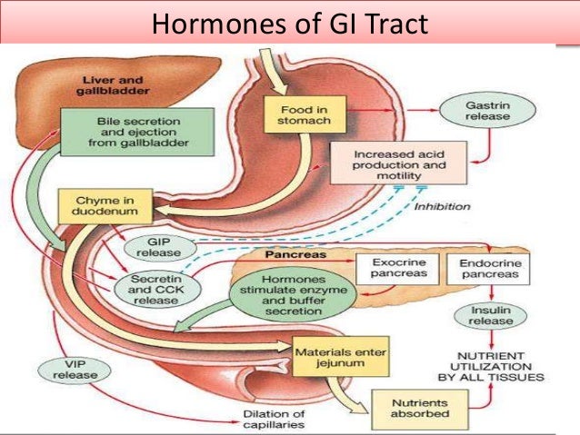 Digestive System Ashok