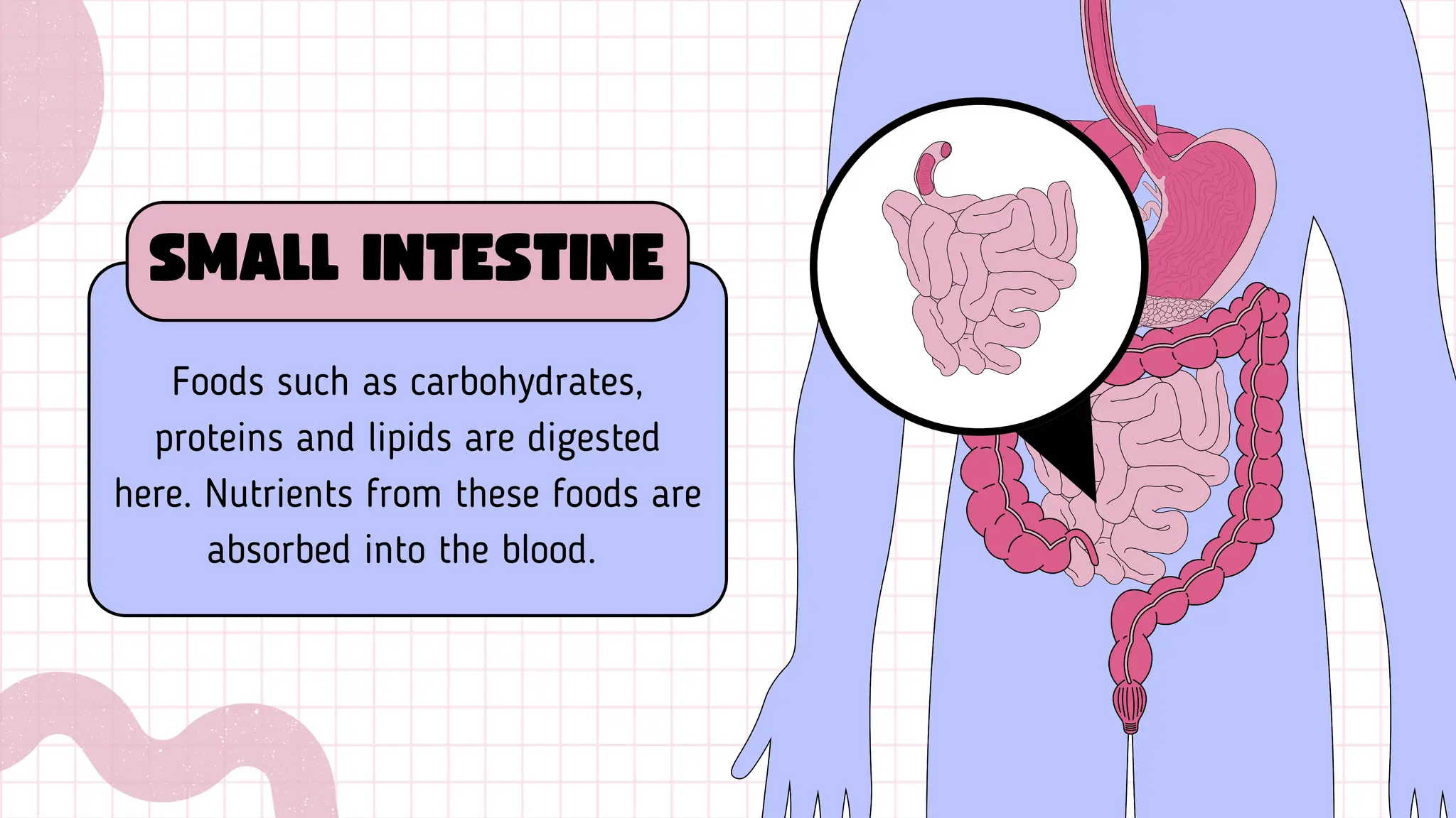 Digestive System Biology Presentation in a Bold Pink Blue Style.pdf