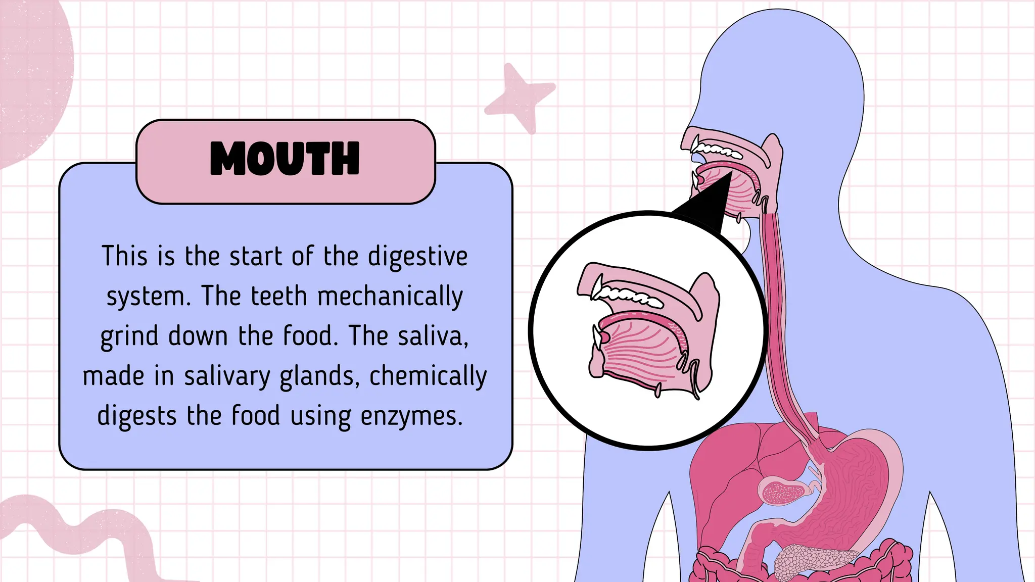 Digestive System Biology Presentation in a Bold Pink Blue Style.pdf
