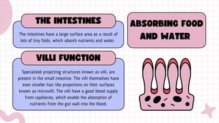 Digestive System Biology Presentation in a Bold Pink Blue Style.pdf
