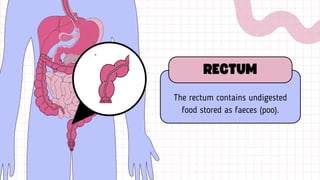 Digestive System Biology Presentation in a Bold Pink Blue Style.pdf