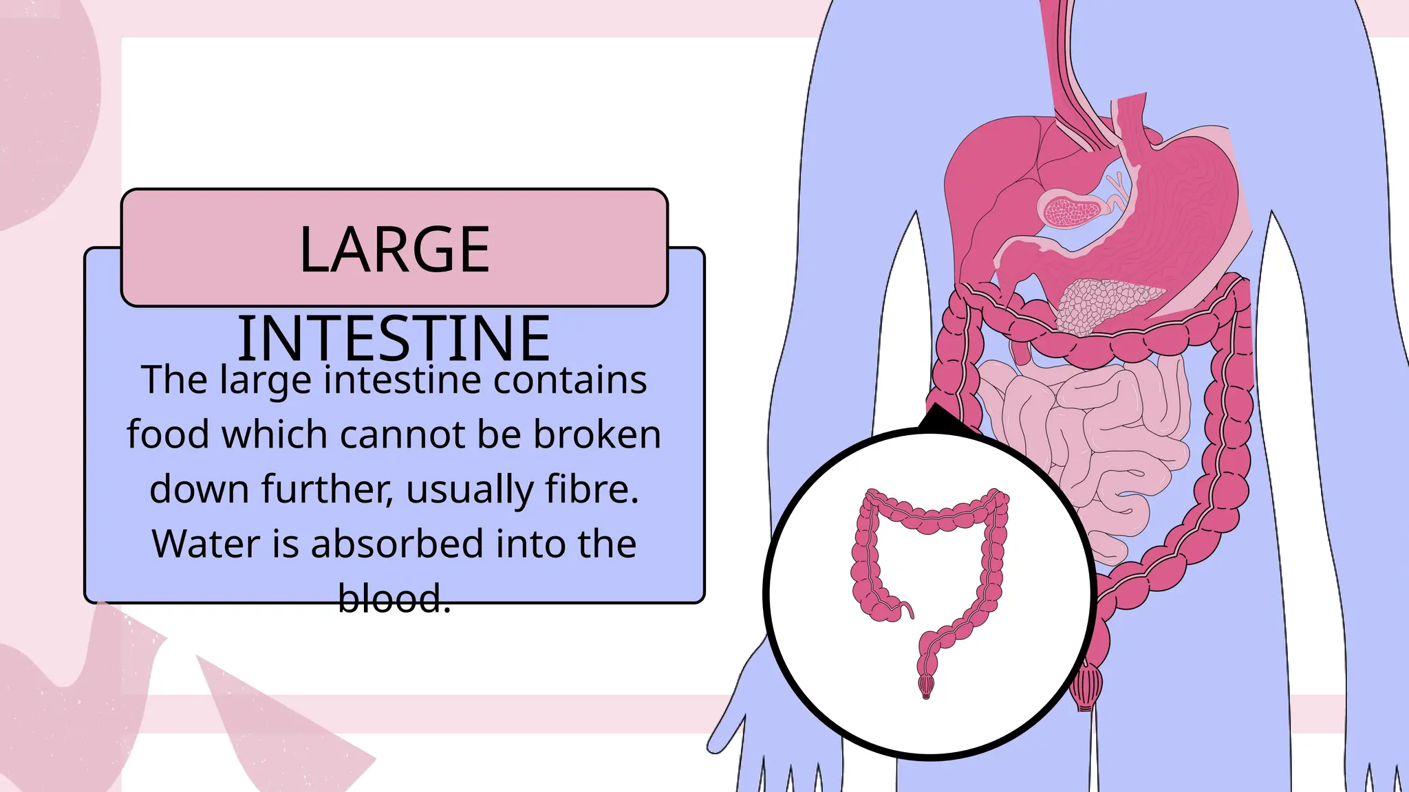 Digestive System Biology Presentation in a Bold Pink Blue Style.pptx