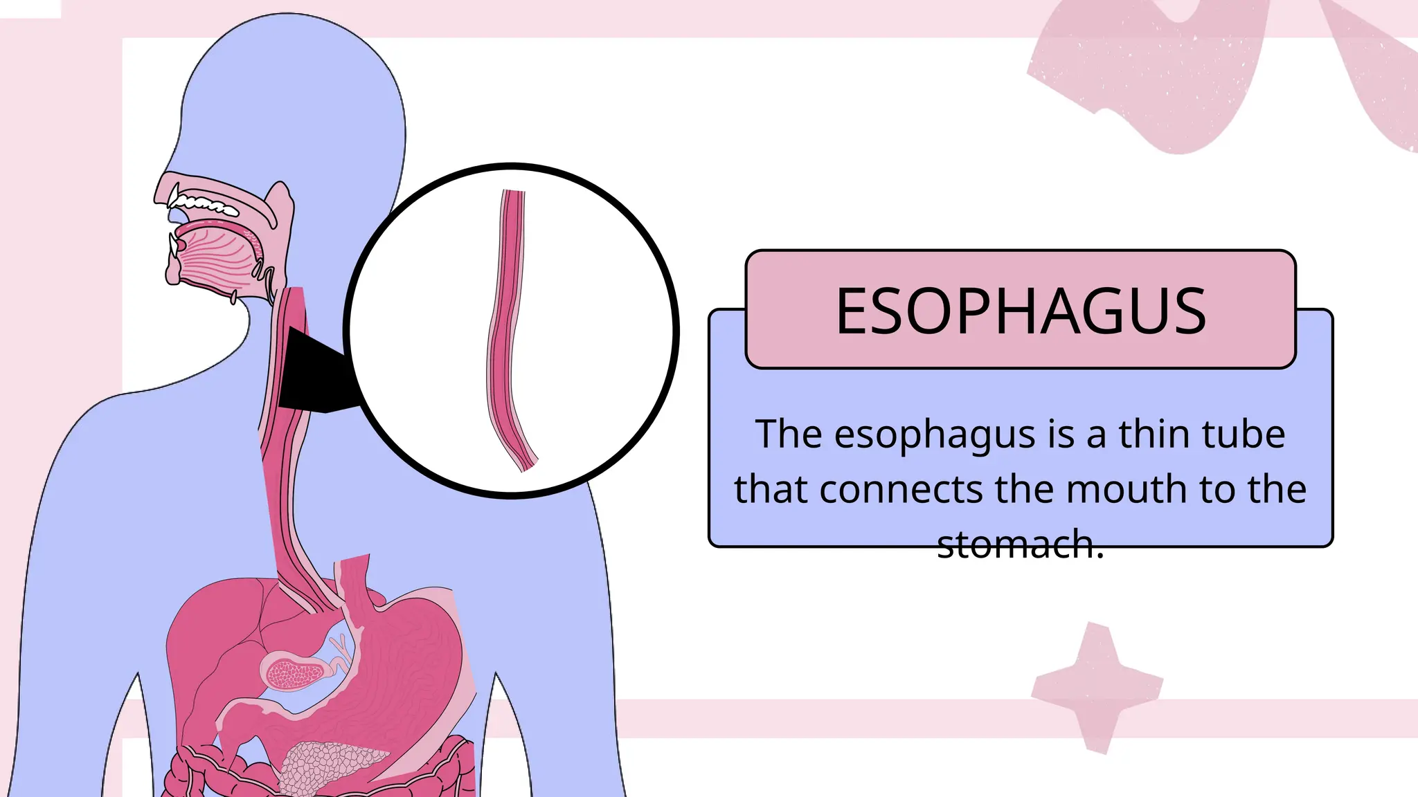 Digestive System Biology Presentation in a Bold Pink Blue Style.pptx