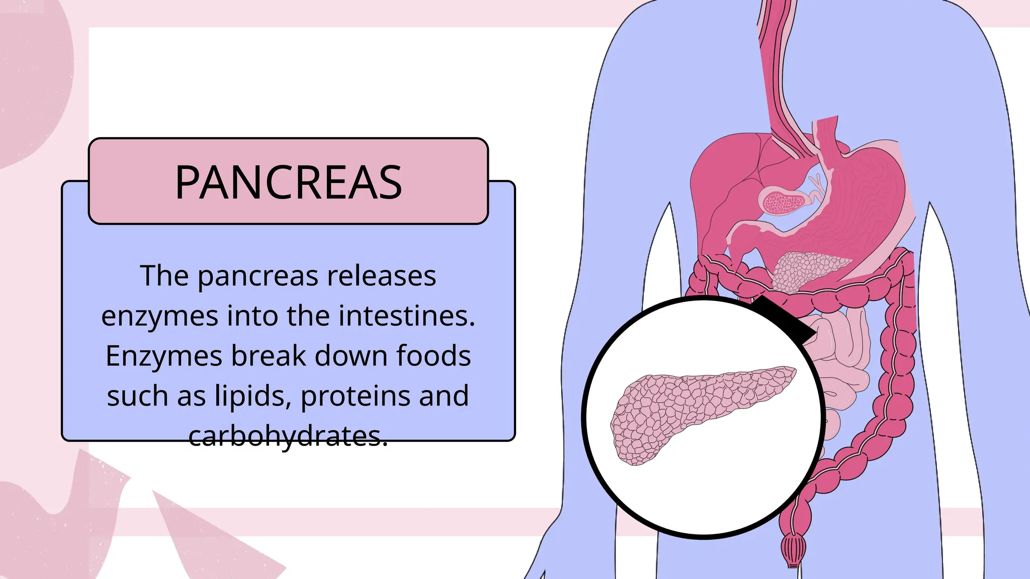 Digestive System Biology Presentation in a Bold Pink Blue Style.pptx