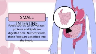 Digestive System Biology Presentation in a Bold Pink Blue Style.pptx