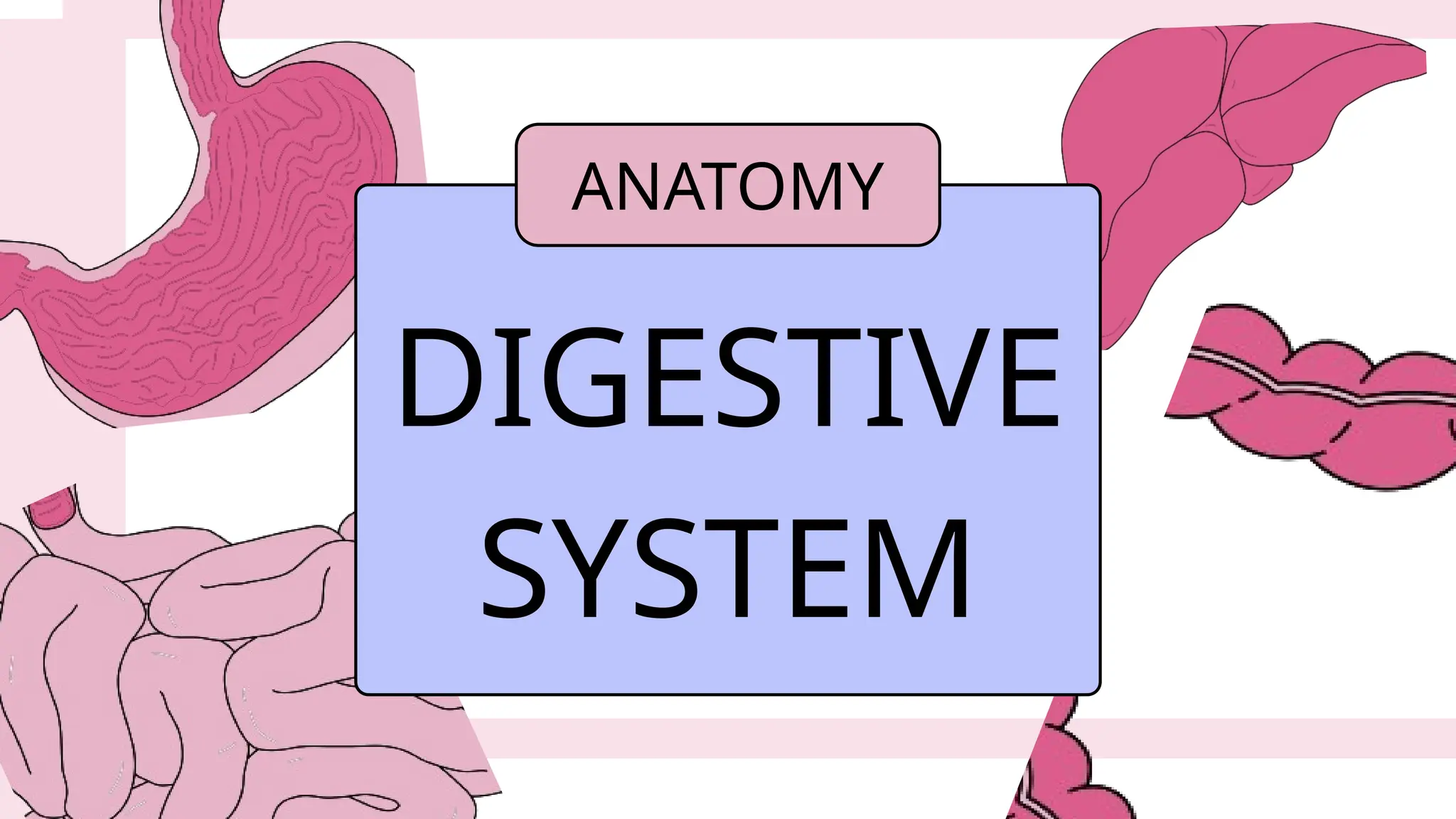 Digestive System Biology Presentation in a Bold Pink Blue Style.pptx