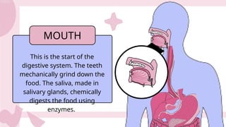 Digestive System Biology Presentation in a Bold Pink Blue Style.pptx