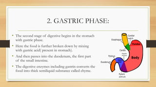 DIGESTIVE SYSTEM BY DR. TEHREEM FATIMA.pdf