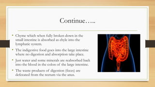 DIGESTIVE SYSTEM BY DR. TEHREEM FATIMA.pdf