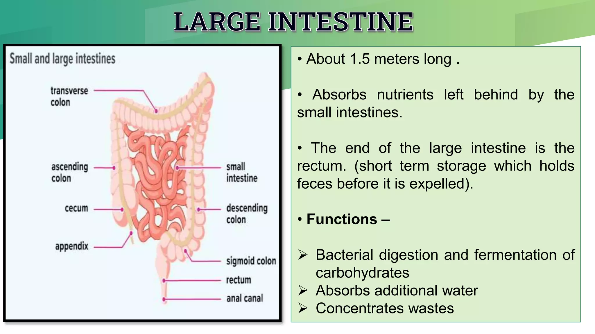 DIGESTIVE SYSTEM_CLASS 10th.pptx
