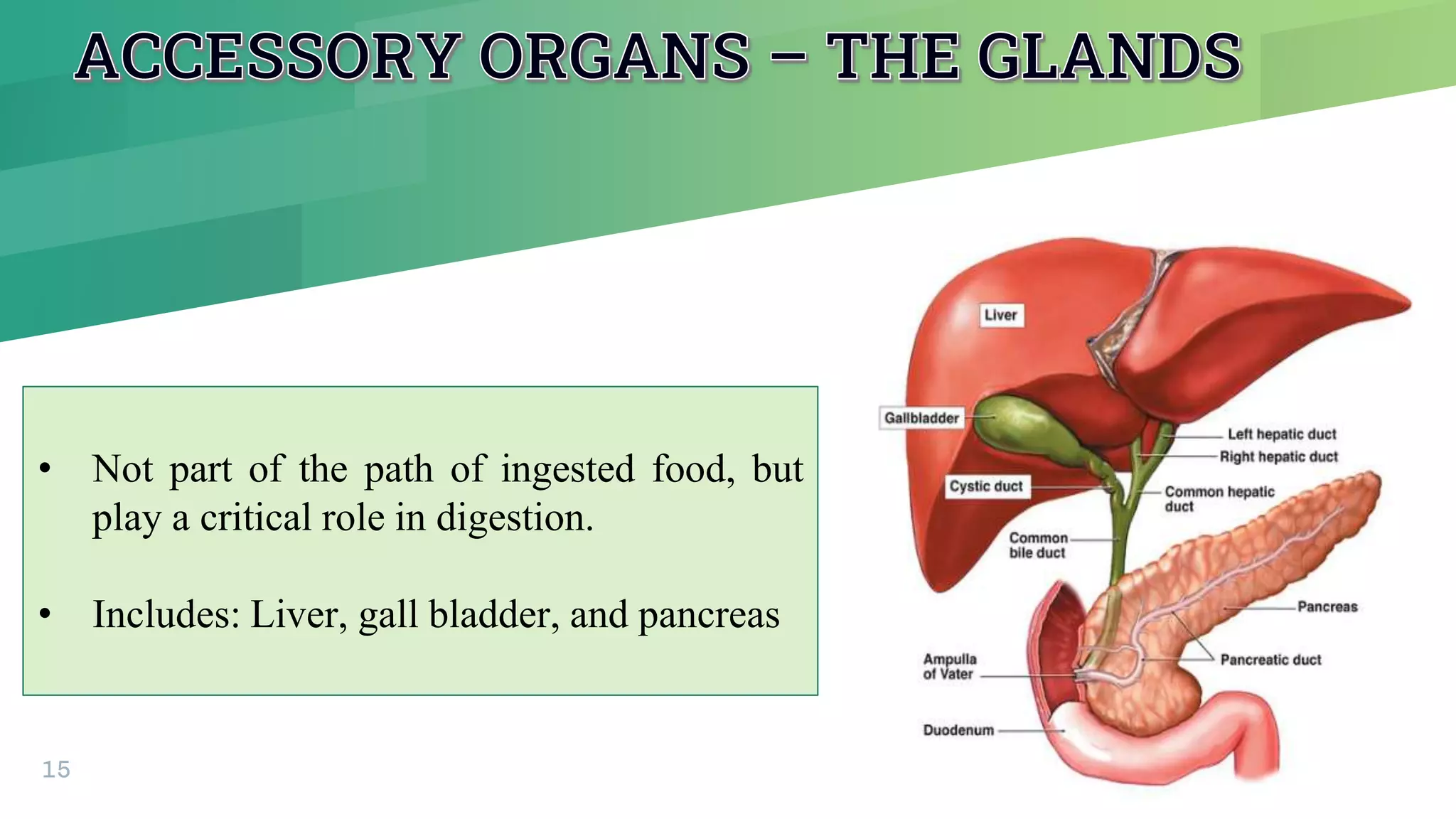 DIGESTIVE SYSTEM_CLASS 10th.pptx