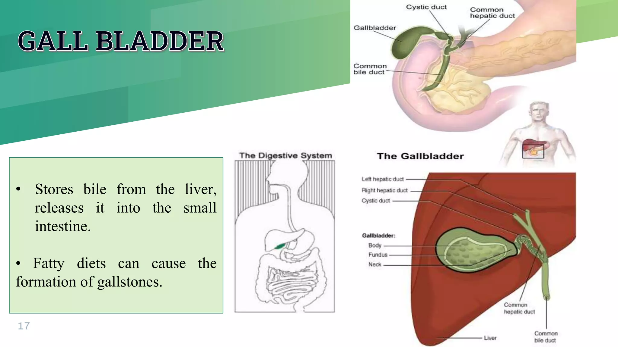 DIGESTIVE SYSTEM_CLASS 10th.pptx