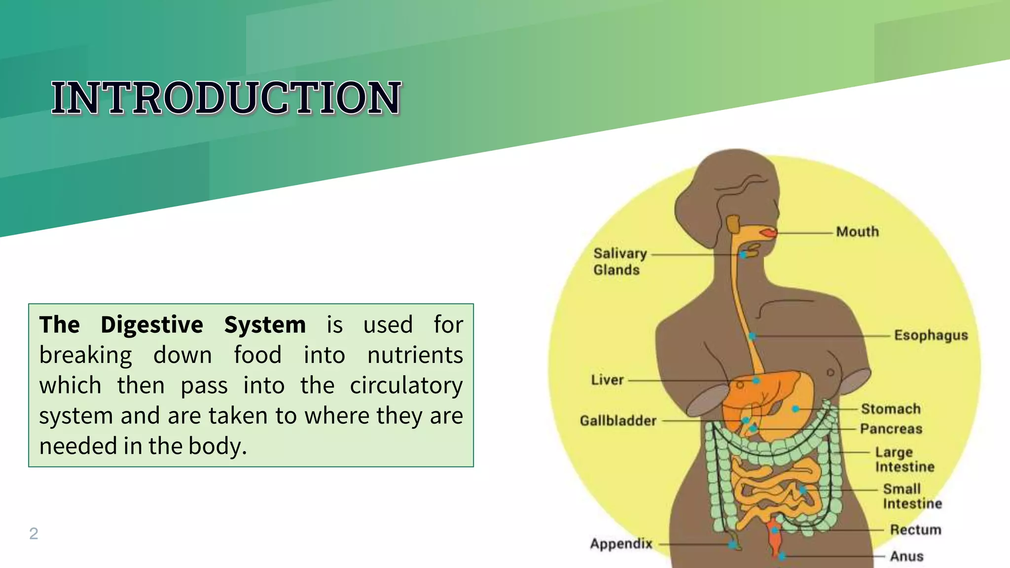 DIGESTIVE SYSTEM_CLASS 10th.pptx