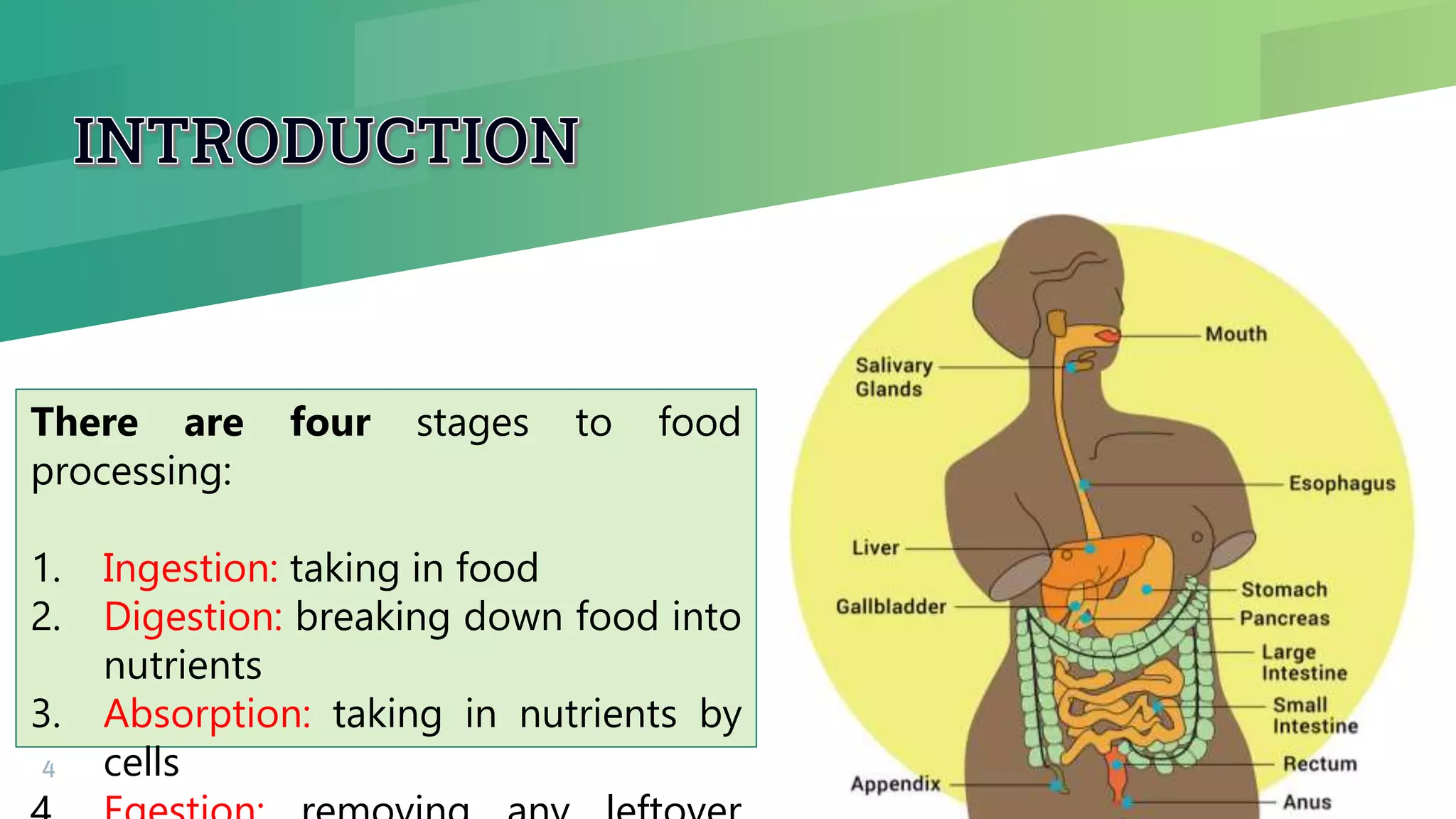 DIGESTIVE SYSTEM_CLASS 10th.pptx