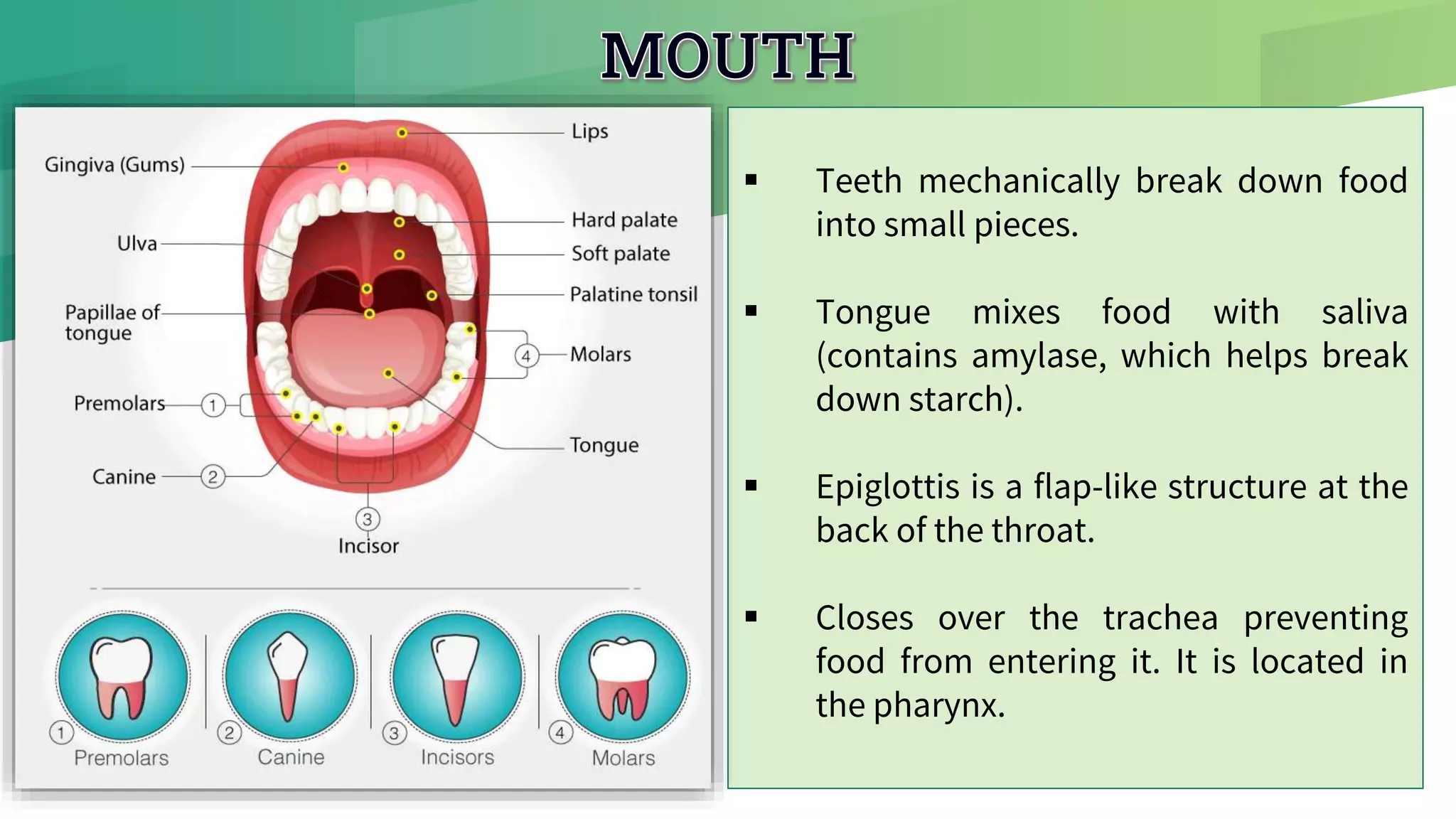 DIGESTIVE SYSTEM_CLASS 10th.pptx