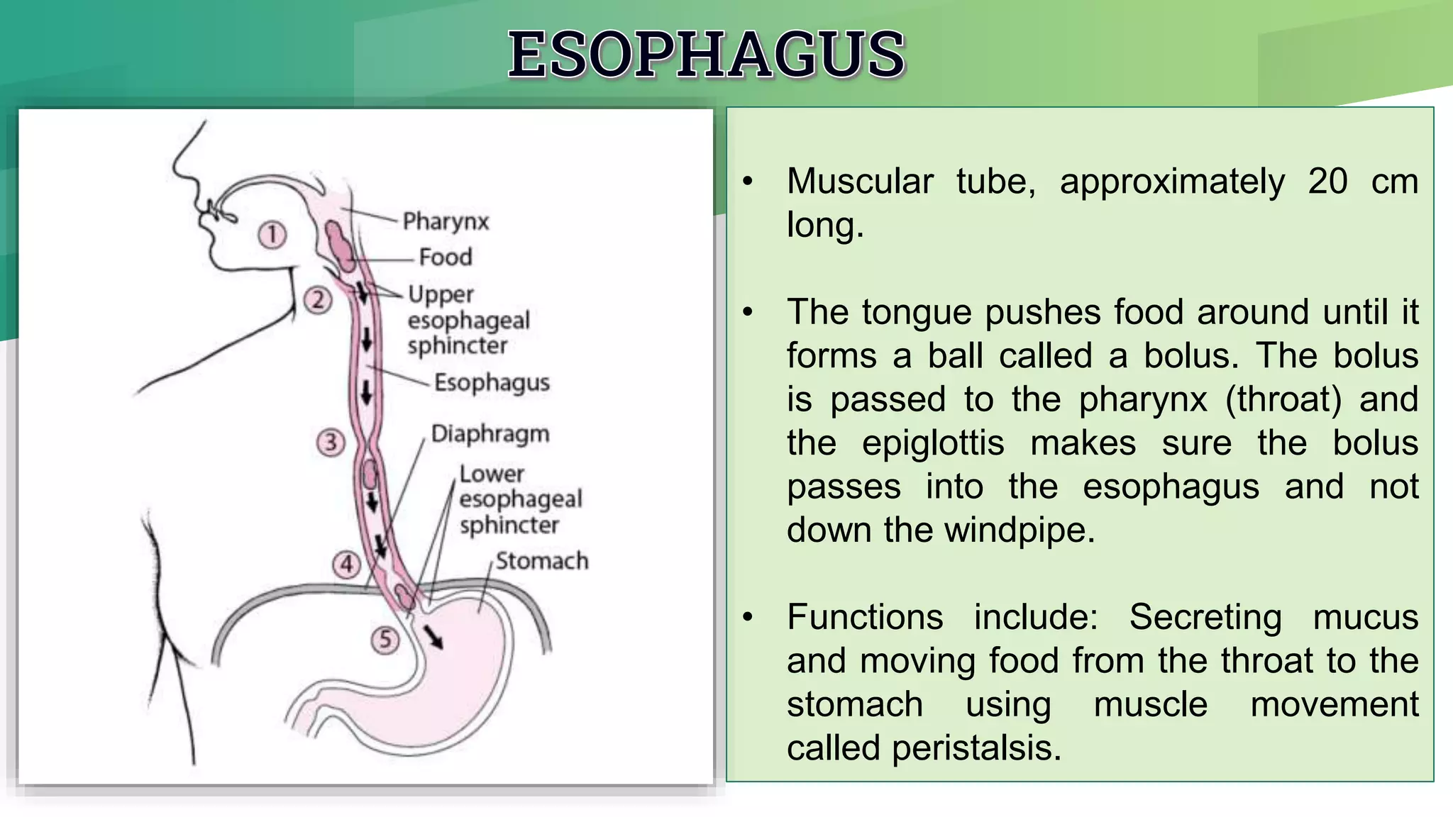 DIGESTIVE SYSTEM_CLASS 10th.pptx