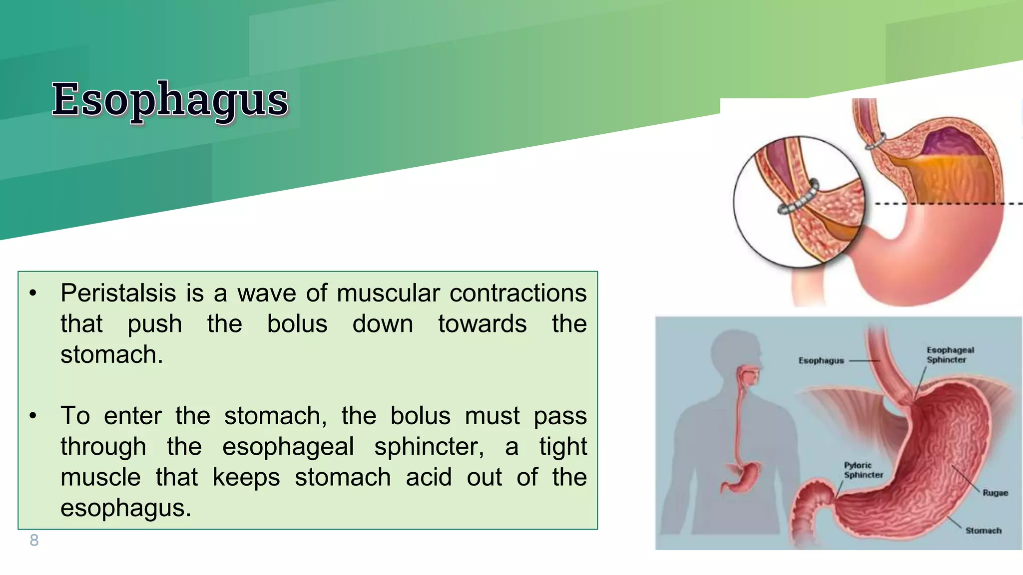 DIGESTIVE SYSTEM_CLASS 10th.pptx