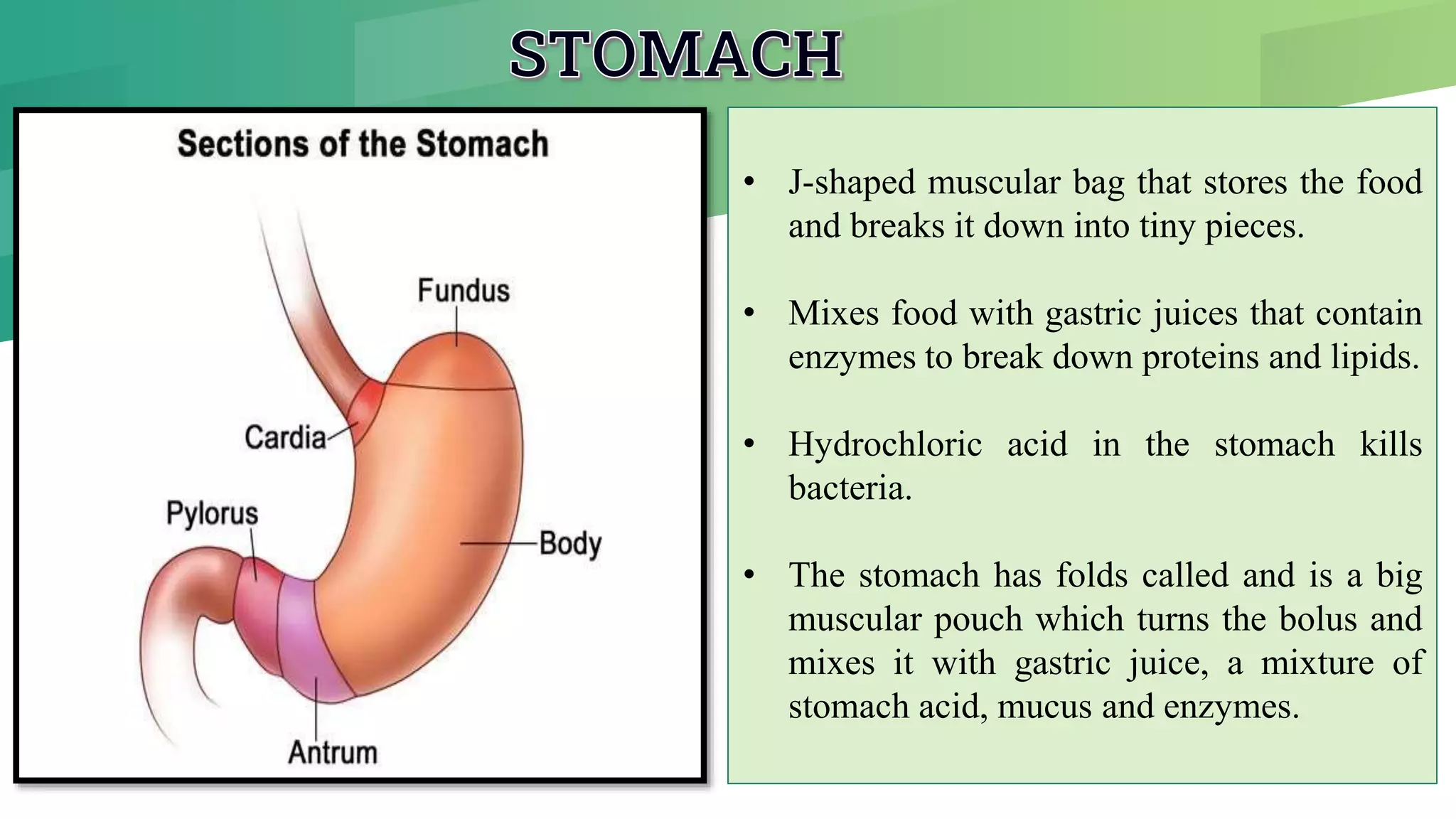 DIGESTIVE SYSTEM_CLASS 10th.pptx