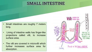 DIGESTIVE SYSTEM_CLASS 10th.pptx