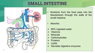 DIGESTIVE SYSTEM_CLASS 10th.pptx