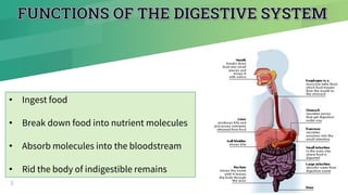 DIGESTIVE SYSTEM_CLASS 10th.pptx