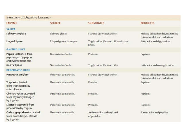 DIGESTIVE SYSTEM CLASS 2 physiology.pptx