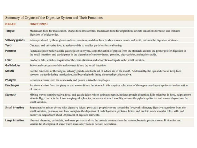DIGESTIVE SYSTEM CLASS 2 physiology.pptx