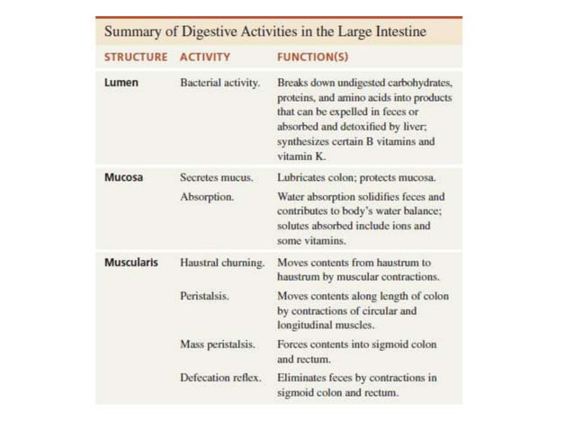 DIGESTIVE SYSTEM CLASS 2 physiology.pptx
