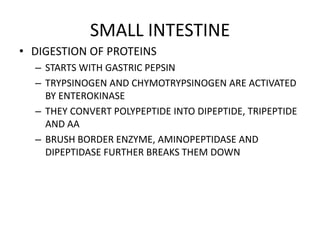 DIGESTIVE SYSTEM CLASS 2 physiology.pptx