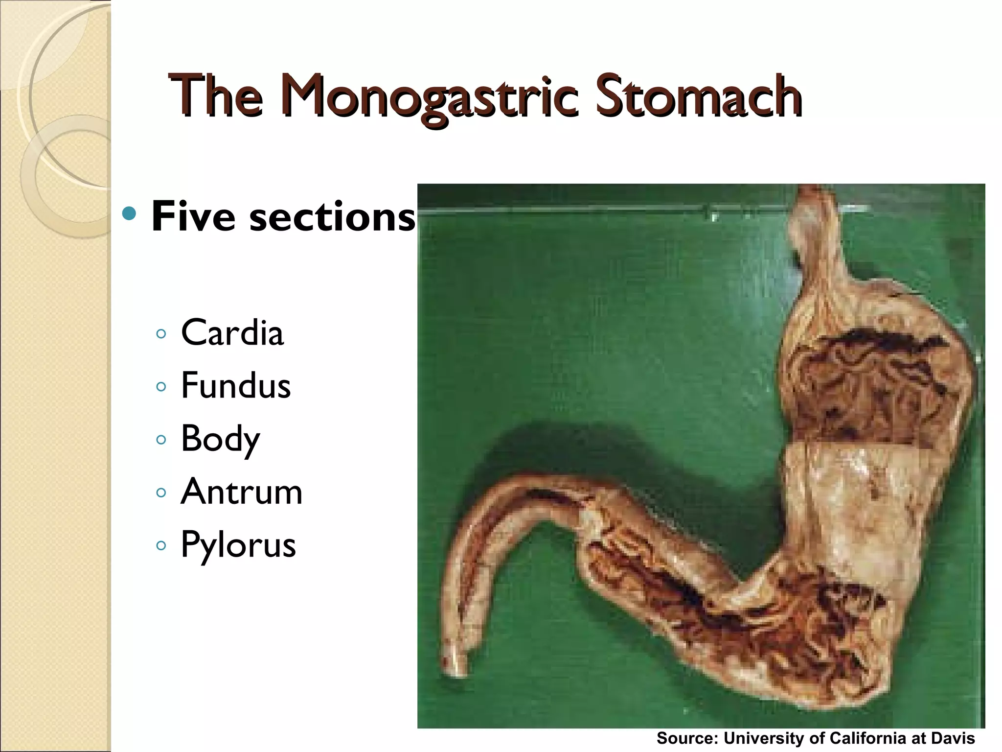 Digestive system classifications | PPT