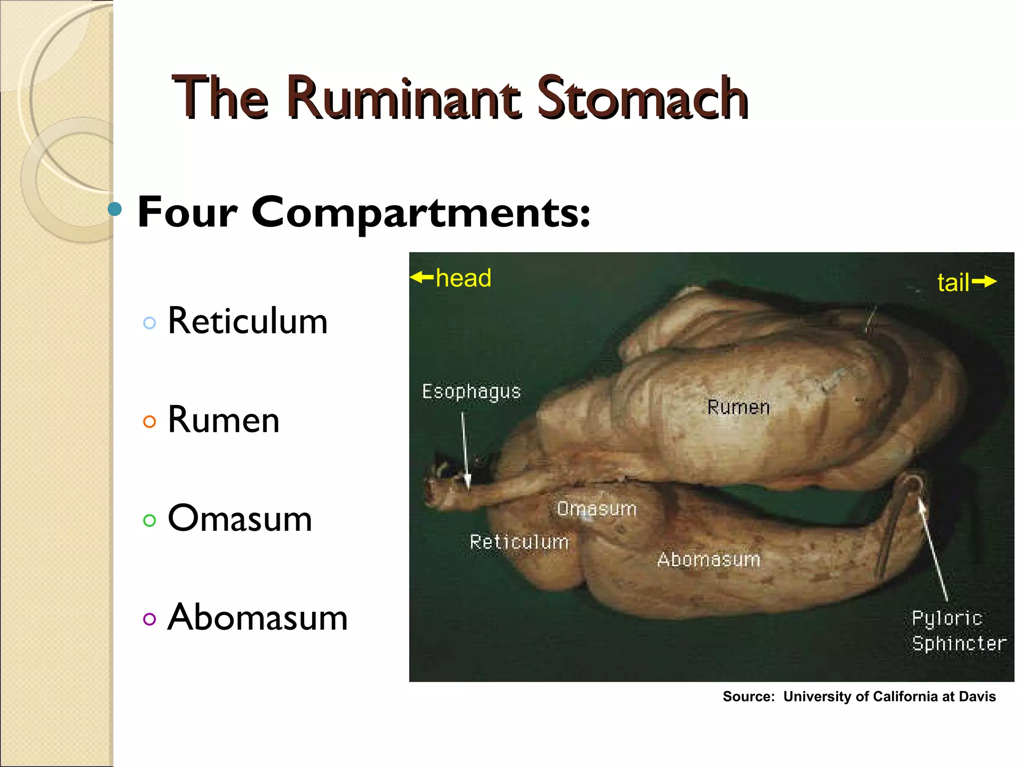 Digestive system classifications | PPT