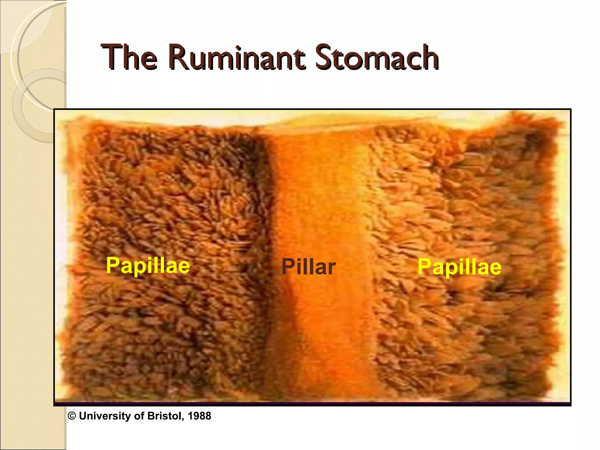 Digestive system classifications | PPT