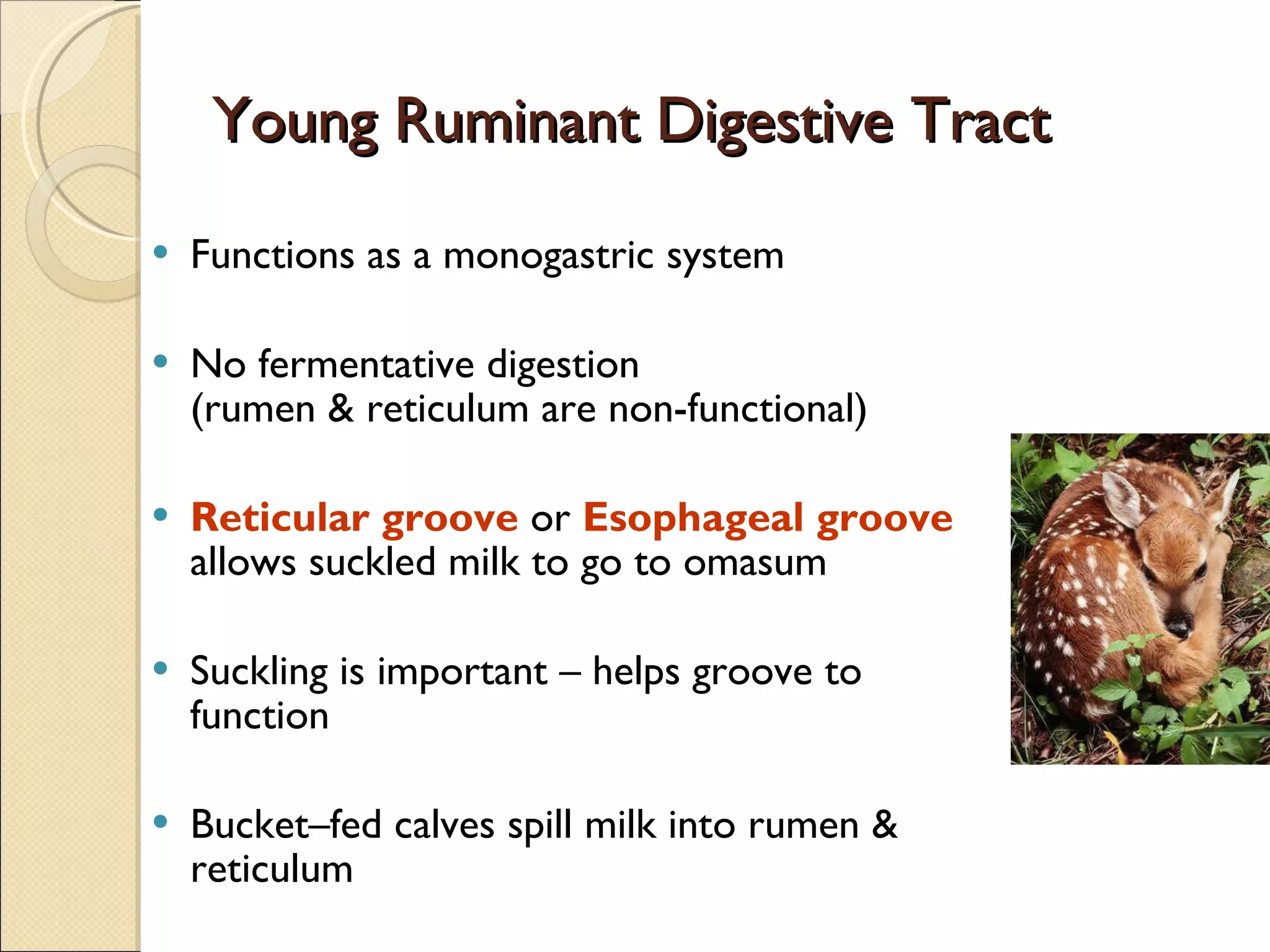 Digestive system classifications | PPT