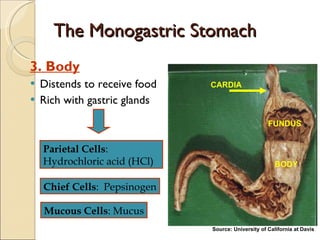 Digestive system classifications | PPT