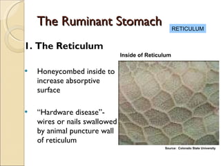 Digestive system classifications | PPT
