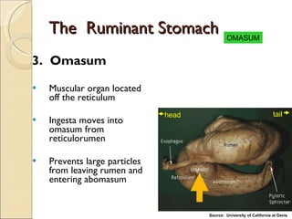 Digestive system classifications | PPT