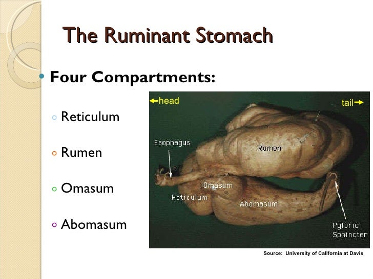 Digestive system classifications