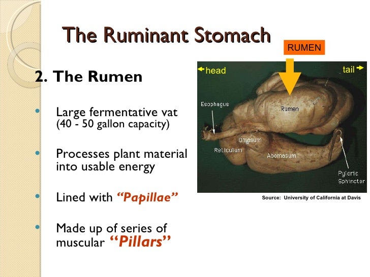 Digestive system classifications