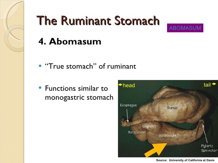 Digestive system classifications