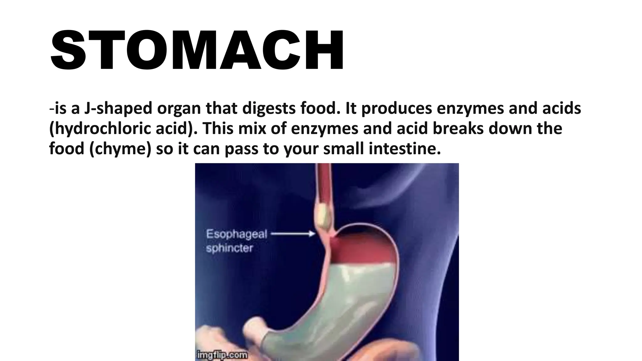 DIGESTIVE SYSTEM DEMODIGESTIVE SYSTEM DEMO.pptx | Chemistry | Science