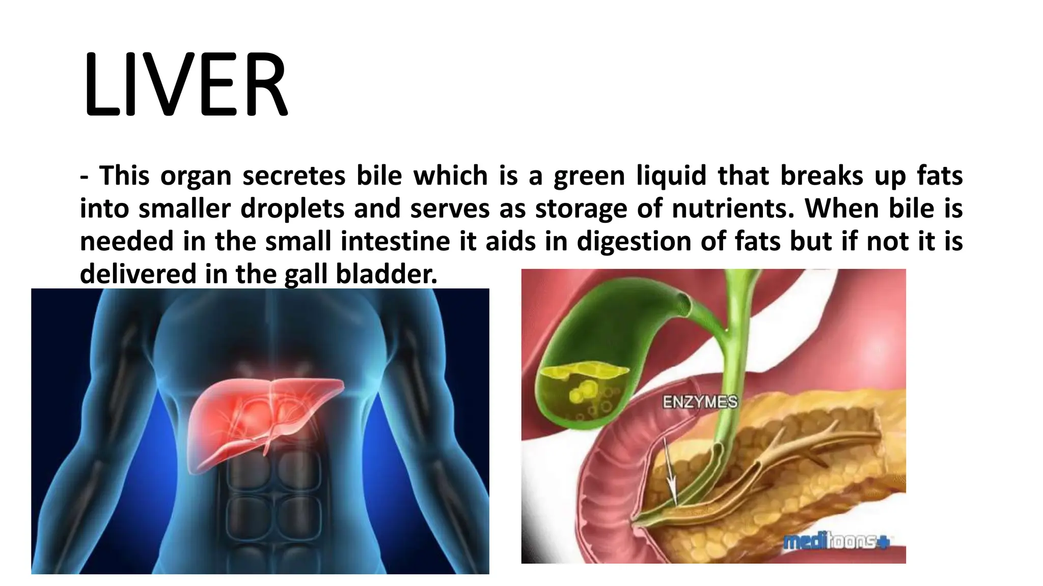 DIGESTIVE SYSTEM DEMODIGESTIVE SYSTEM DEMO.pptx | Chemistry | Science