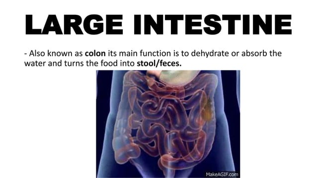 DIGESTIVE SYSTEM DEMODIGESTIVE SYSTEM DEMO.pptx | Chemistry | Science