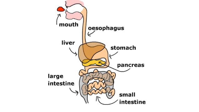 DIGESTIVE SYSTEM DEMODIGESTIVE SYSTEM DEMO.pptx | Chemistry | Science